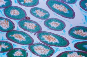 ReproDev : Reproduction et Développement | Master BIP Université de Paris