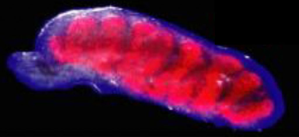 ReproDev : Reproduction et Développement | Master BIP Université de Paris