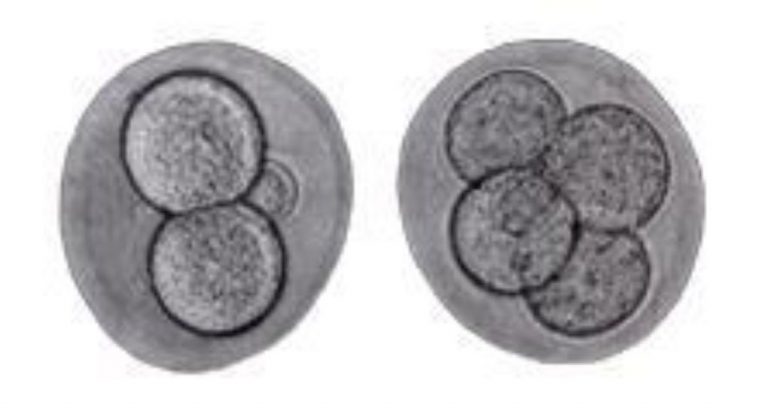 ReproDev : Reproduction et Développement | Master BIP Université de Paris