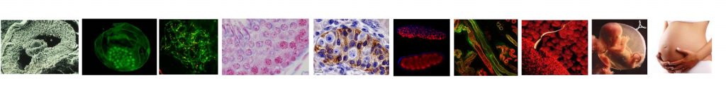 ReproDev : Reproduction et Développement | Master BIP Université de Paris