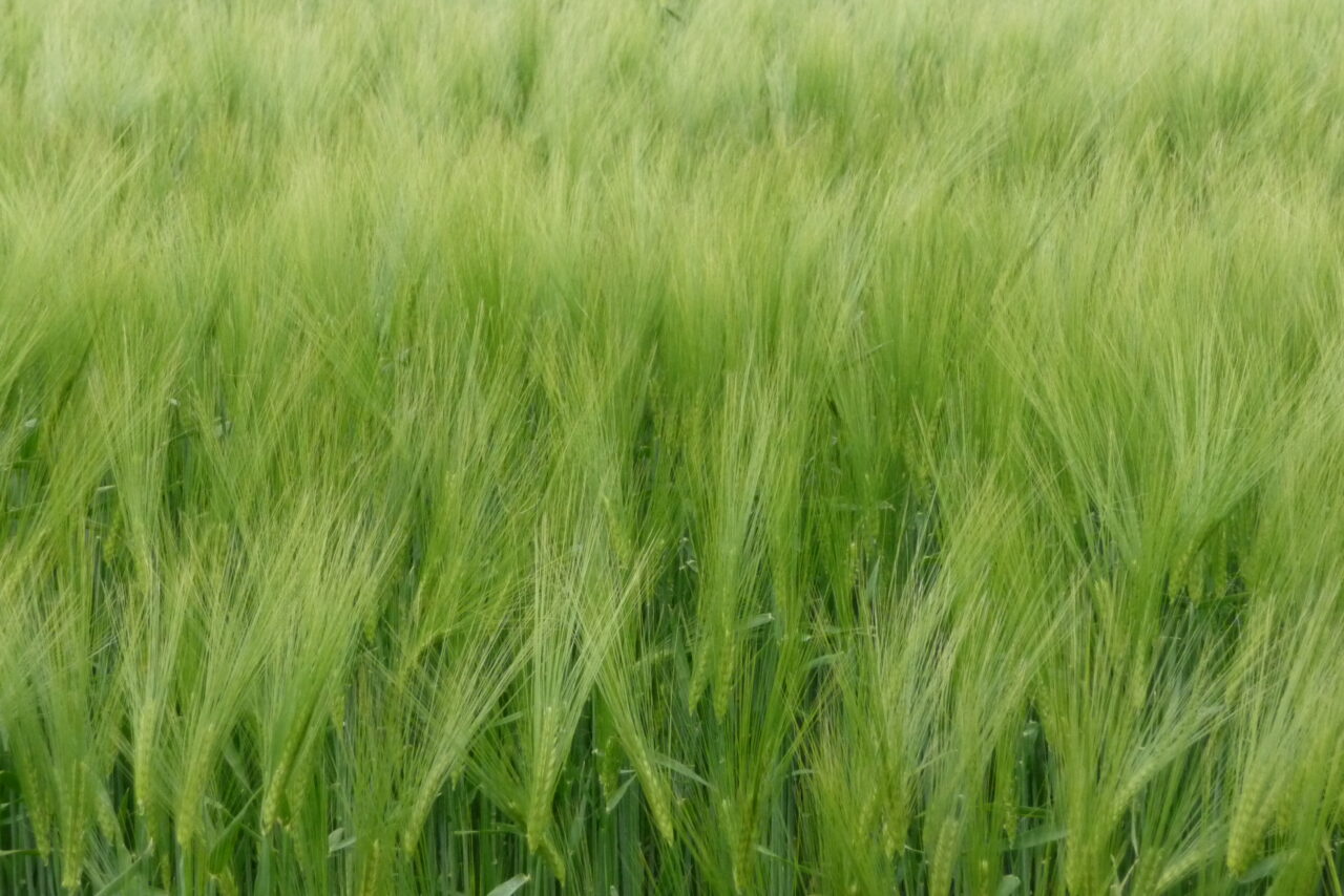 M2 SV | Master BIP Université de Paris